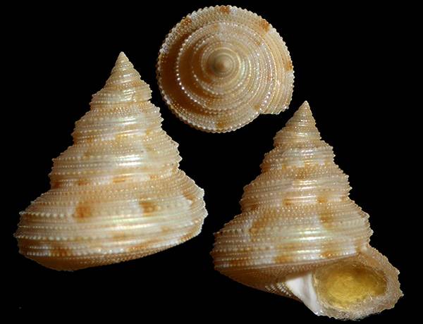 shellauction.net :: Calliostoma soyoae - 3756145