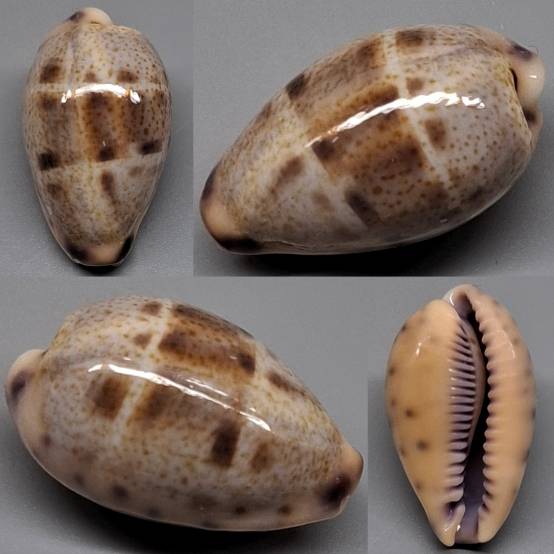 shellauction.net :: Contradusta walkeri - 3756272