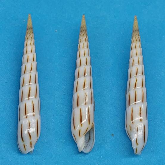 shellauction.net :: Hastula lanceata - 3756991