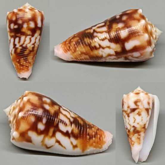 shellauction.net :: Conus moluccensis - 3757001