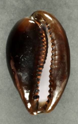 shellauction.net :: Cypraea onyx draco - 3757373