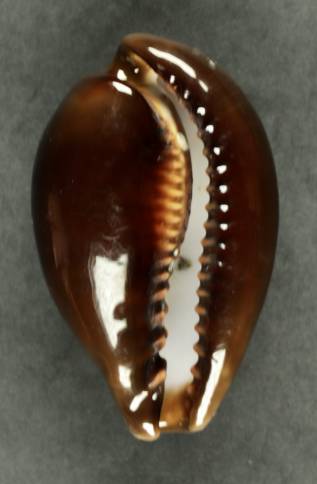 shellauction.net :: Cypraea onyx draco - 3757374