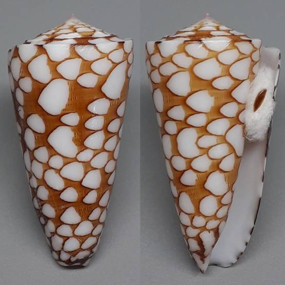 shellauction.net :: Conus nobilis - 3757736