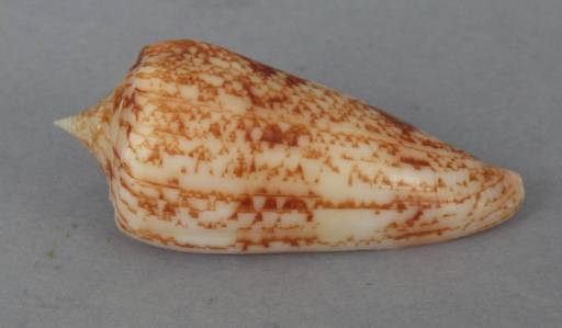 shellauction.net :: Conus neptunus - 3757959