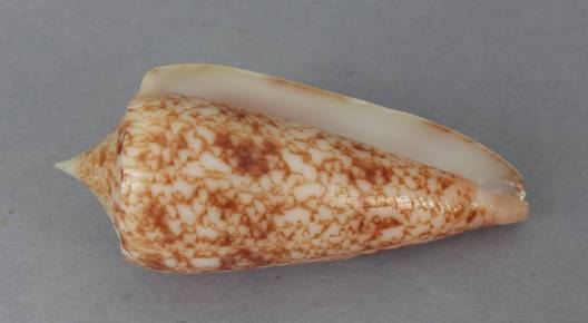 shellauction.net :: Conus neptunus - 3757959
