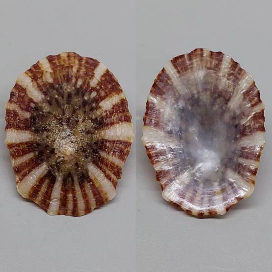 shellauction.net :: Patella sp. - 3758114