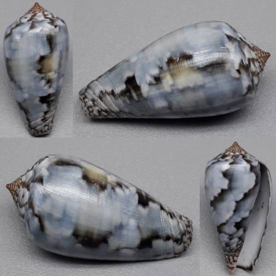 shellauction.net :: Conus monachus - 3758203