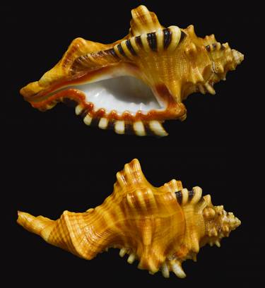 shellauction.net :: Cymatium (Lotoria) perryi - 3758404