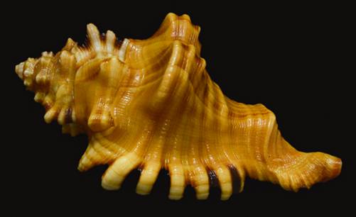 shellauction.net :: Cymatium (Lotoria) perryi - 3758404