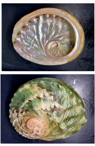 shellauction.net :: Haliotis rubra conicopora - 3758930