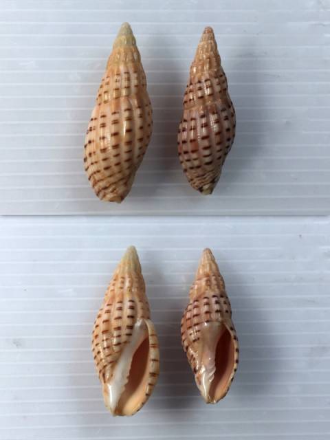 shellauction.net :: Lyria patbaili - 3759045