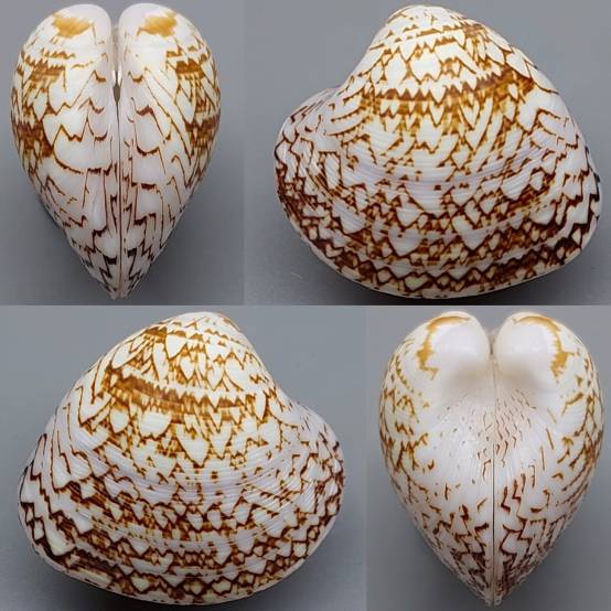 shellauction.net :: Lioconcha fastigiata - 3759341