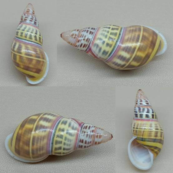 shellauction.net :: Amphidromus contrarius baaguiae - 3759587