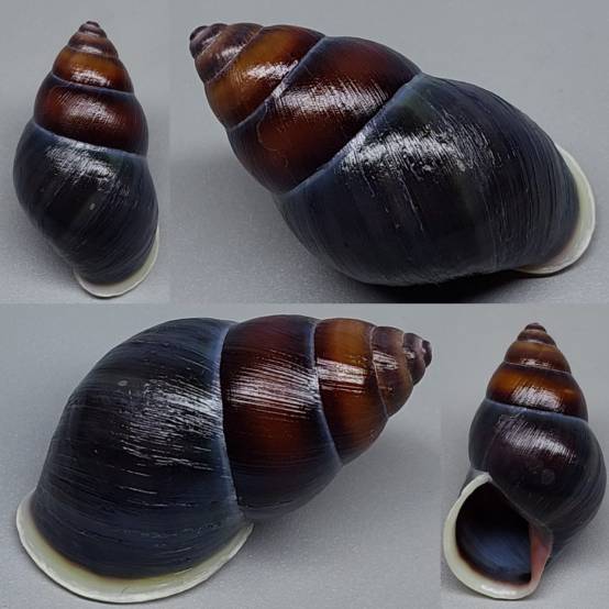 shellauction.net :: Amphidromus webbi simalurensis - 3759635