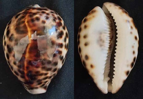 shellauction.net :: Cypraea tigris - 3759708