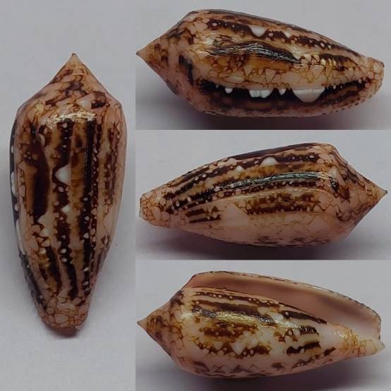 shellauction.net :: Conus legatus - 3759709