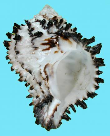 shellauction.net :: Muricanthus radix - 3759872