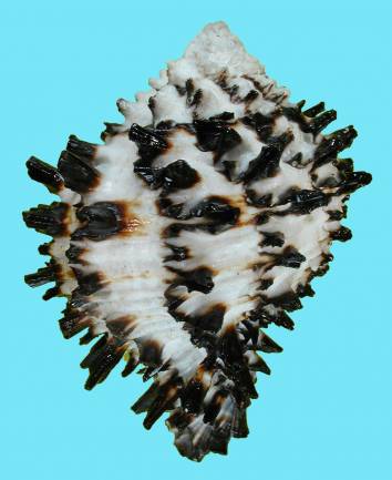 shellauction.net :: Muricanthus radix - 3759872