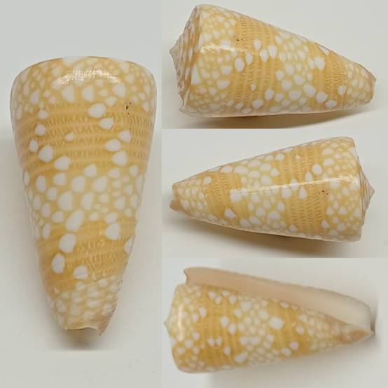 shellauction.net :: Conus victor - 3760484