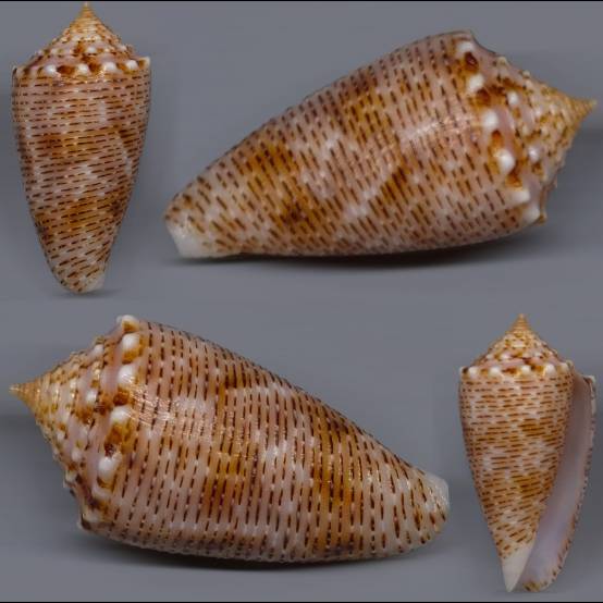 shellauction.net :: Conus proximus - 3760599