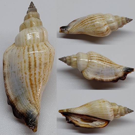 shellauction.net :: Canarium urceus - 3760718