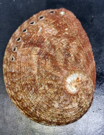 shellauction.net :: Haliotis rubra conicopora - 3760764