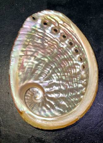 shellauction.net :: Haliotis rubra conicopora - 3760764