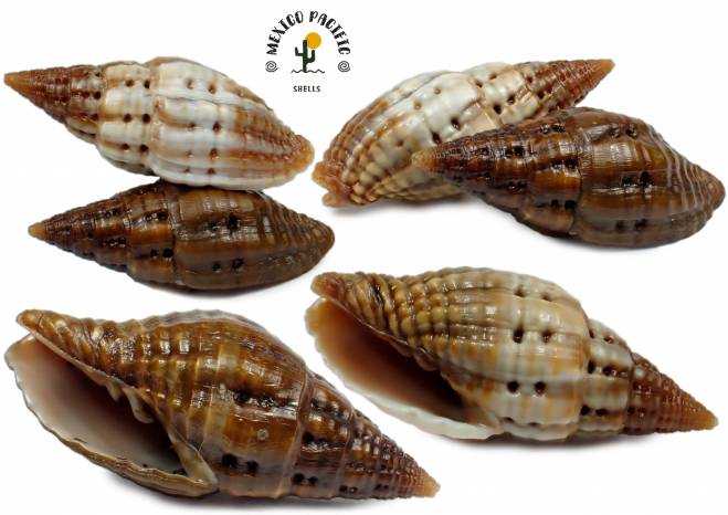 shellauction.net :: Neotiara lens - 3760828