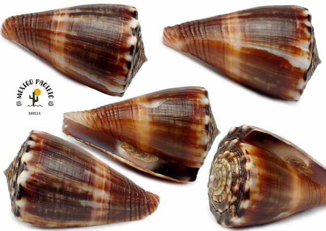 shellauction.net :: Conus gladiator - 3760841