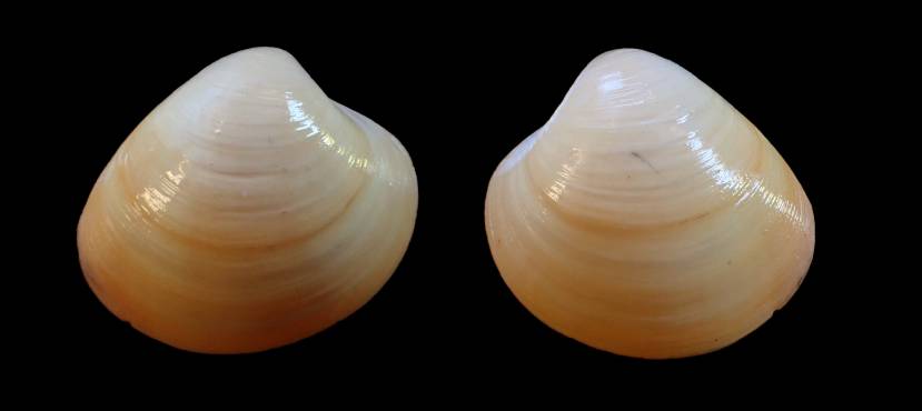 shellauction.net :: Pitar sp. - 3761046