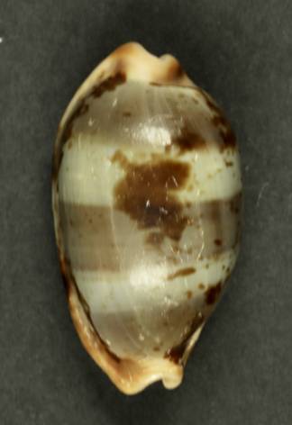 shellauction.net :: Cypraea stolida uvongoensis - 3761128