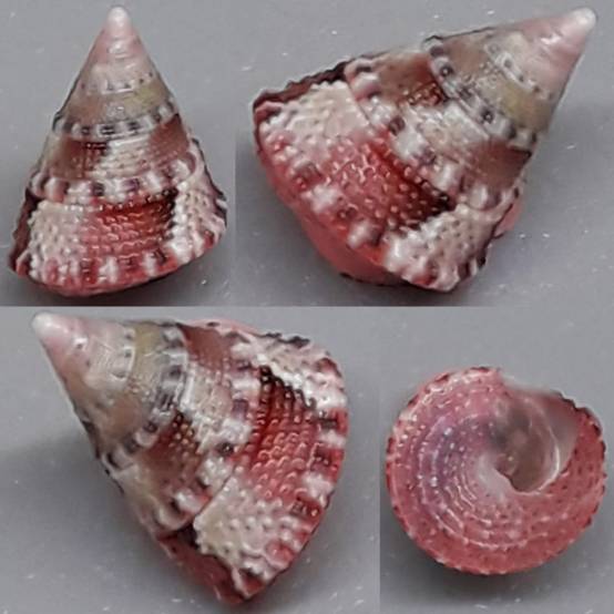 shellauction.net :: Trochus sp. - 3761173