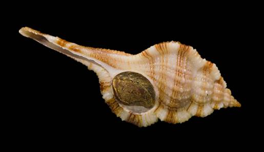 shellauction.net :: Vokesimurex malabaricus - 3762261
