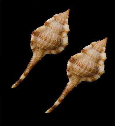 shellauction.net :: Vokesimurex malabaricus - 3762261