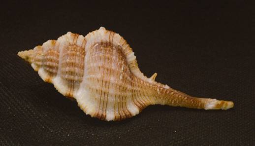 shellauction.net :: Vokesimurex malabaricus - 3762262