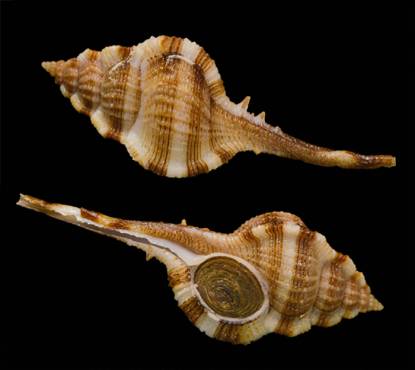 shellauction.net :: Vokesimurex malabaricus - 3762263