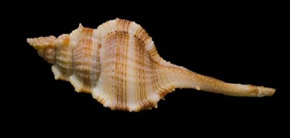 shellauction.net :: Vokesimurex malabaricus - 3762267