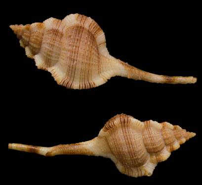 shellauction.net :: Vokesimurex malabaricus - 3762270