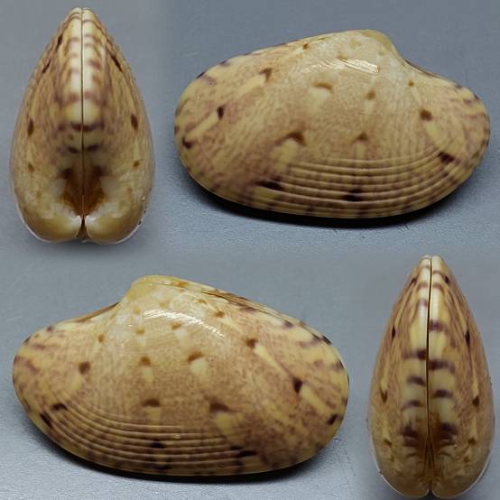 shellauction.net :: Tapes platyptycha - 3762325