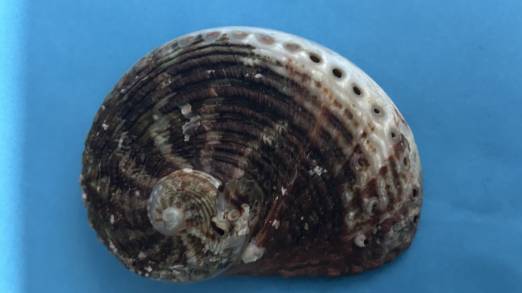 shellauction.net :: Haliotis roei - 3762496