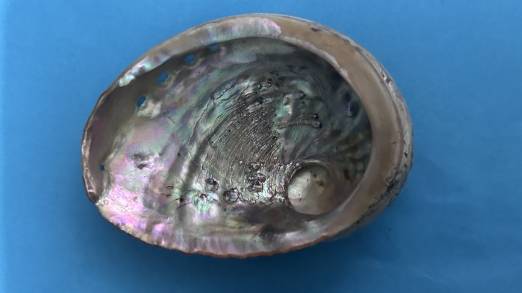 shellauction.net :: Haliotis roei - 3762660