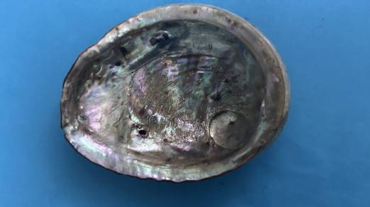 shellauction.net :: Haliotis roei - 3762673