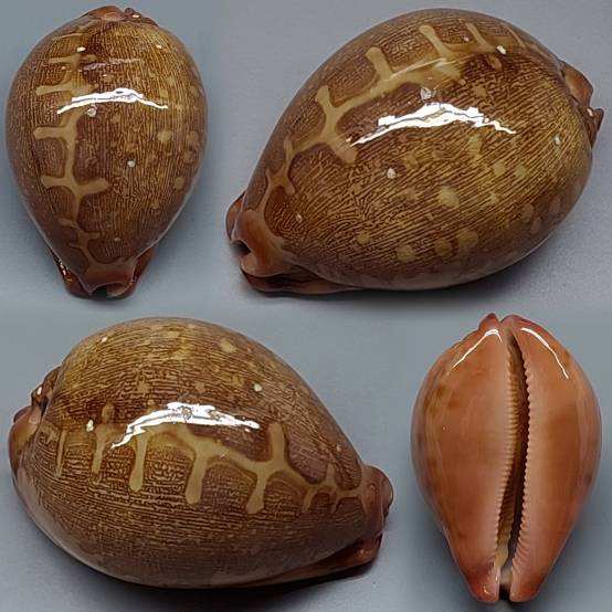 shellauction.net :: Leporicypraea mappa f. panerythra - 3762897