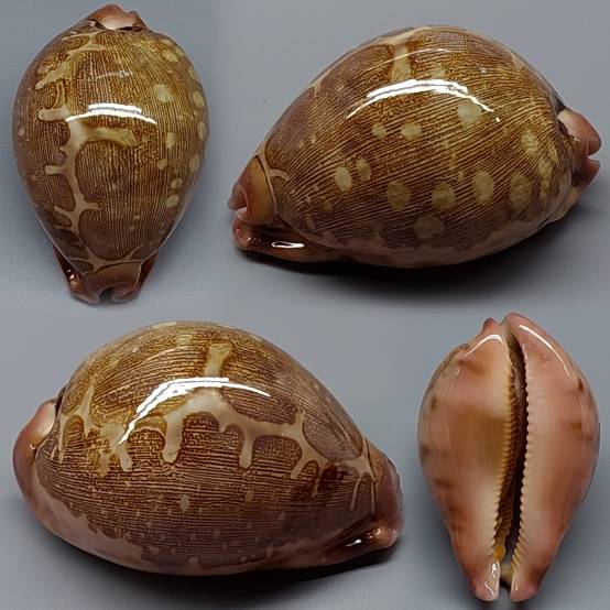 shellauction.net :: Leporicypraea mappa f. panerythra - 3762898