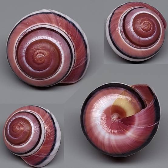 shellauction.net :: Asperitas sparsa baliensis - 3763161