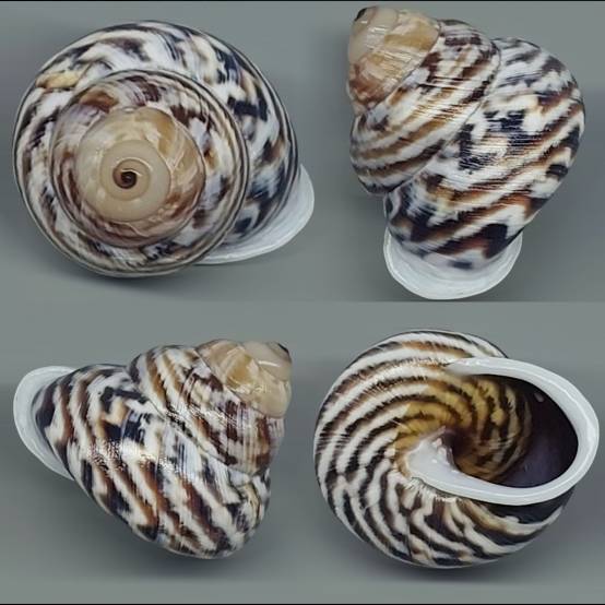 shellauction.net :: Canefriula ssp - 3763421