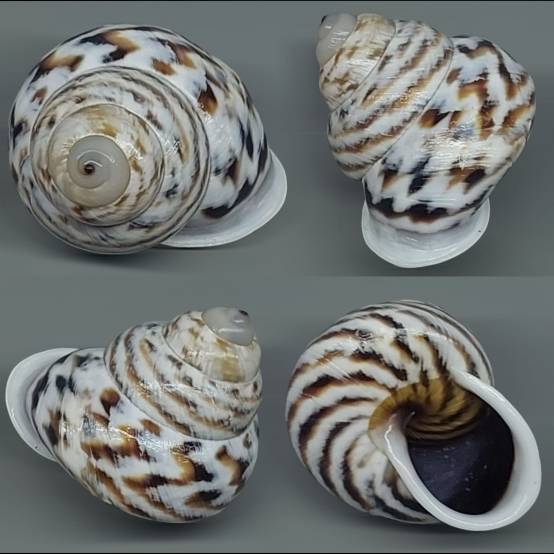 shellauction.net :: Canefriula ssp - 3763423