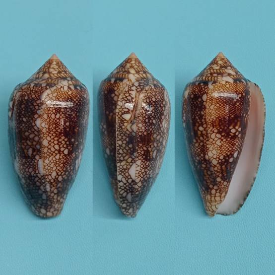 shellauction.net :: Conus canonicus - 3763578