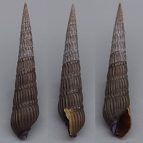 shellauction.net :: Terebra sp. - 3763737