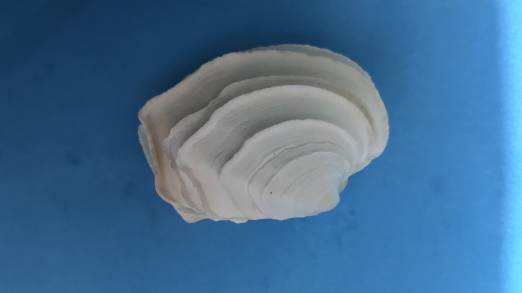 shellauction.net :: Callanaitis disjecta - 3763742